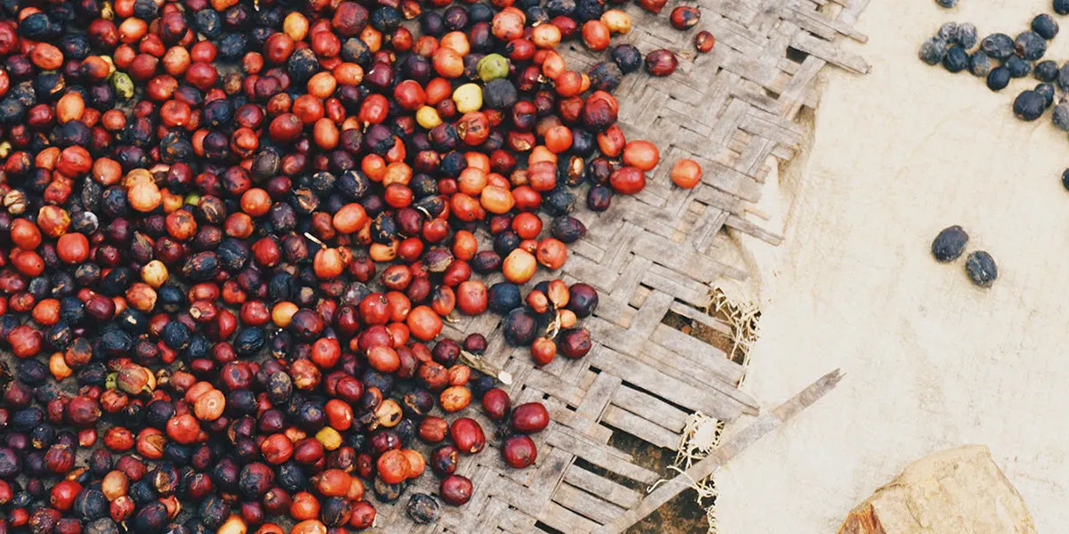 What is Dry Coffee Processing? - Malgudi Days | Malgudi Days