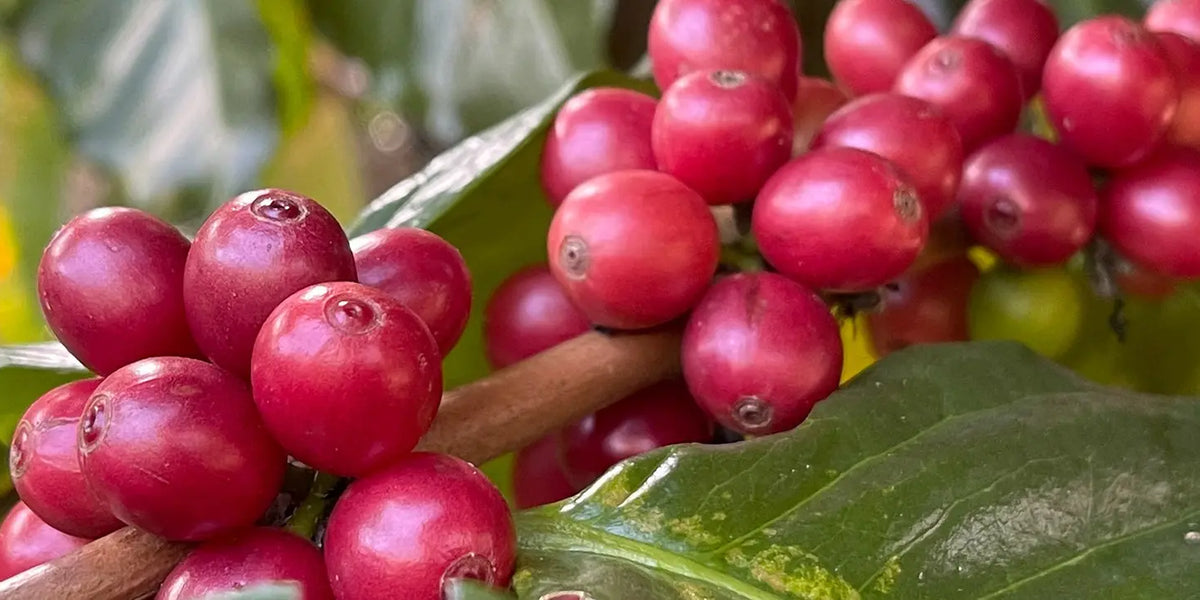 What Are Some Indian Coffee Varieties? - Malgudi Days | Malgudi Days