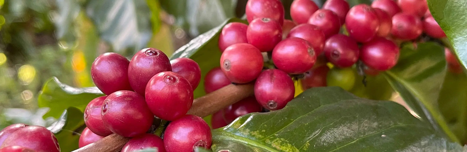 What Are Some Indian Coffee Varieties? - Malgudi Days | Malgudi Days